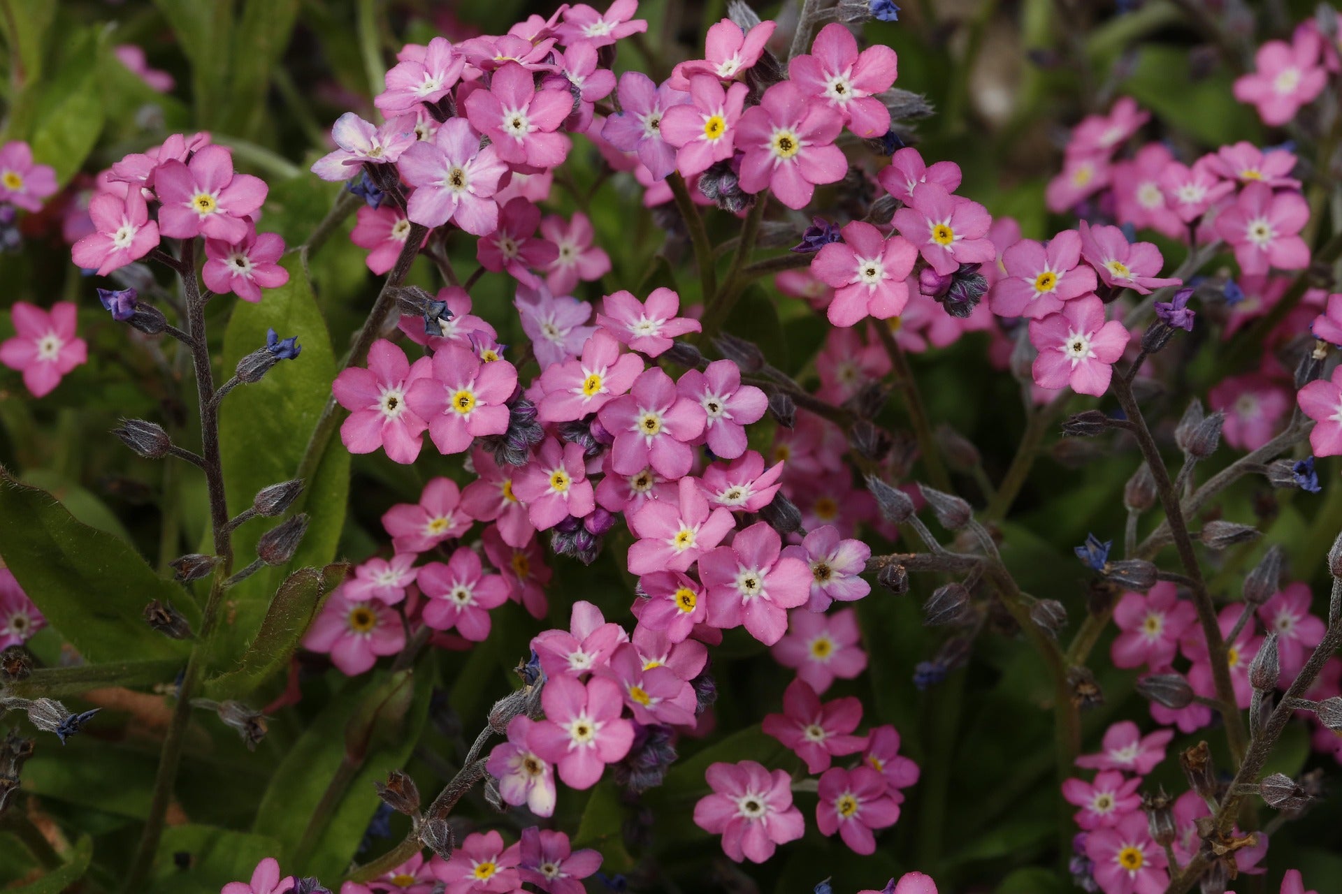 Forget-me-not - Victoria Rose - 0,25g – Poppi-Shop HU